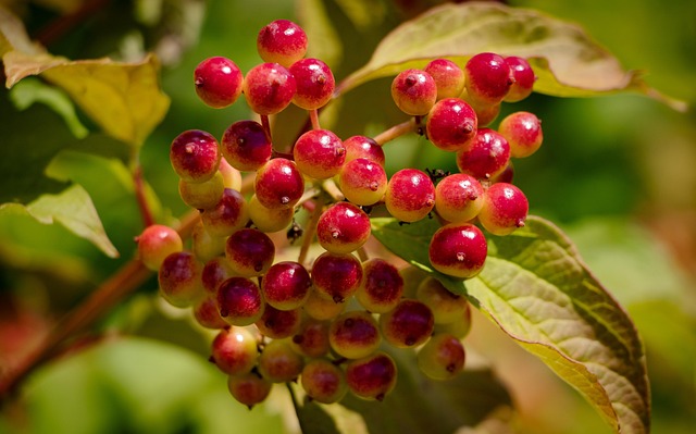 Fructe De Padure Natura - Fotografie gratuită pe Pixabay - Pixabay