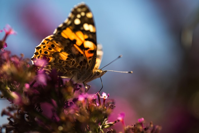 Butterfly Flower Pollinate - Free photo on Pixabay - Pixabay