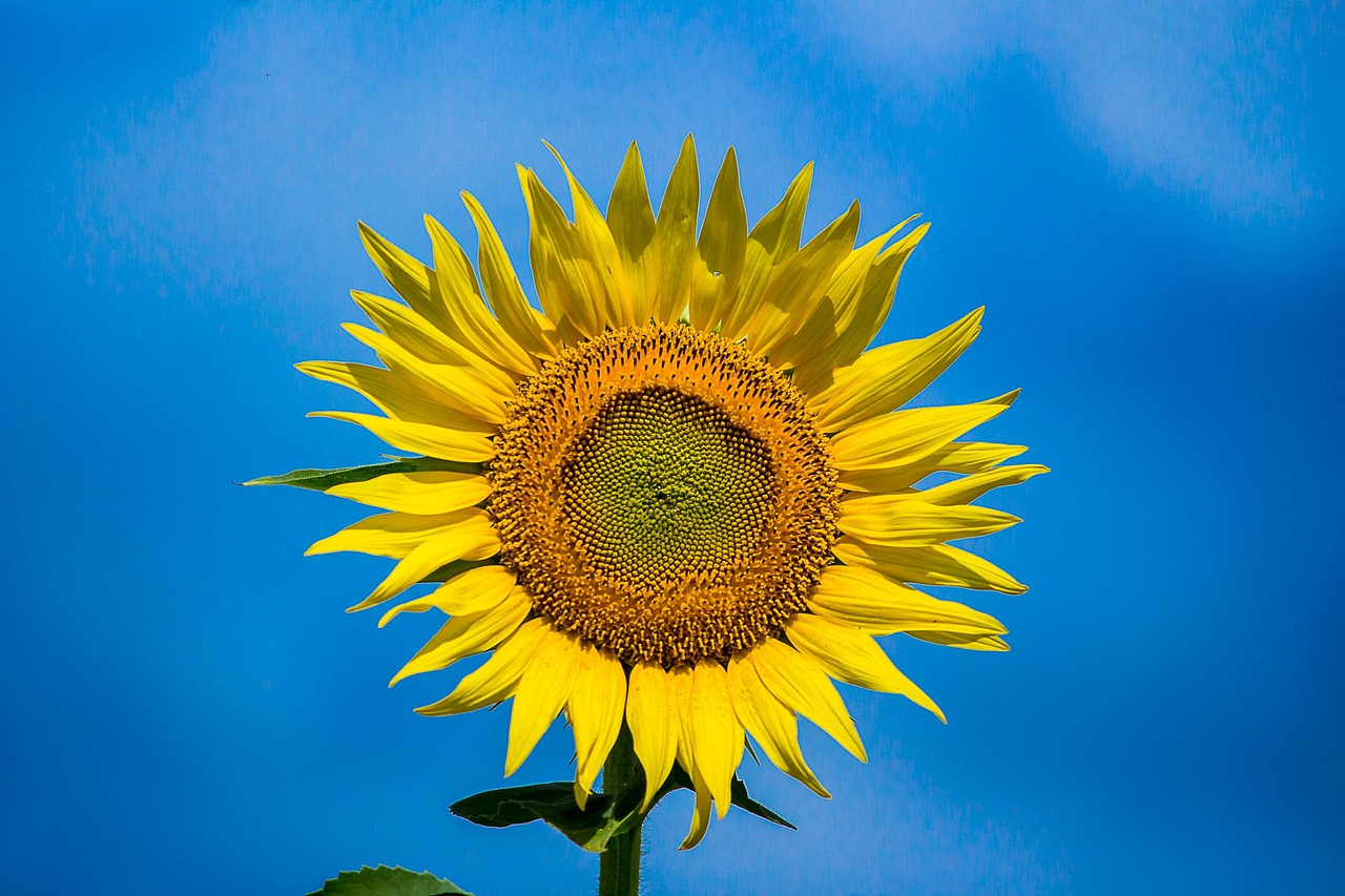 200+ Free Monsoon & Nature Images - Pixabay