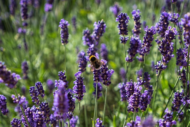 Bee Insect Pollinate - Free photo on Pixabay - Pixabay