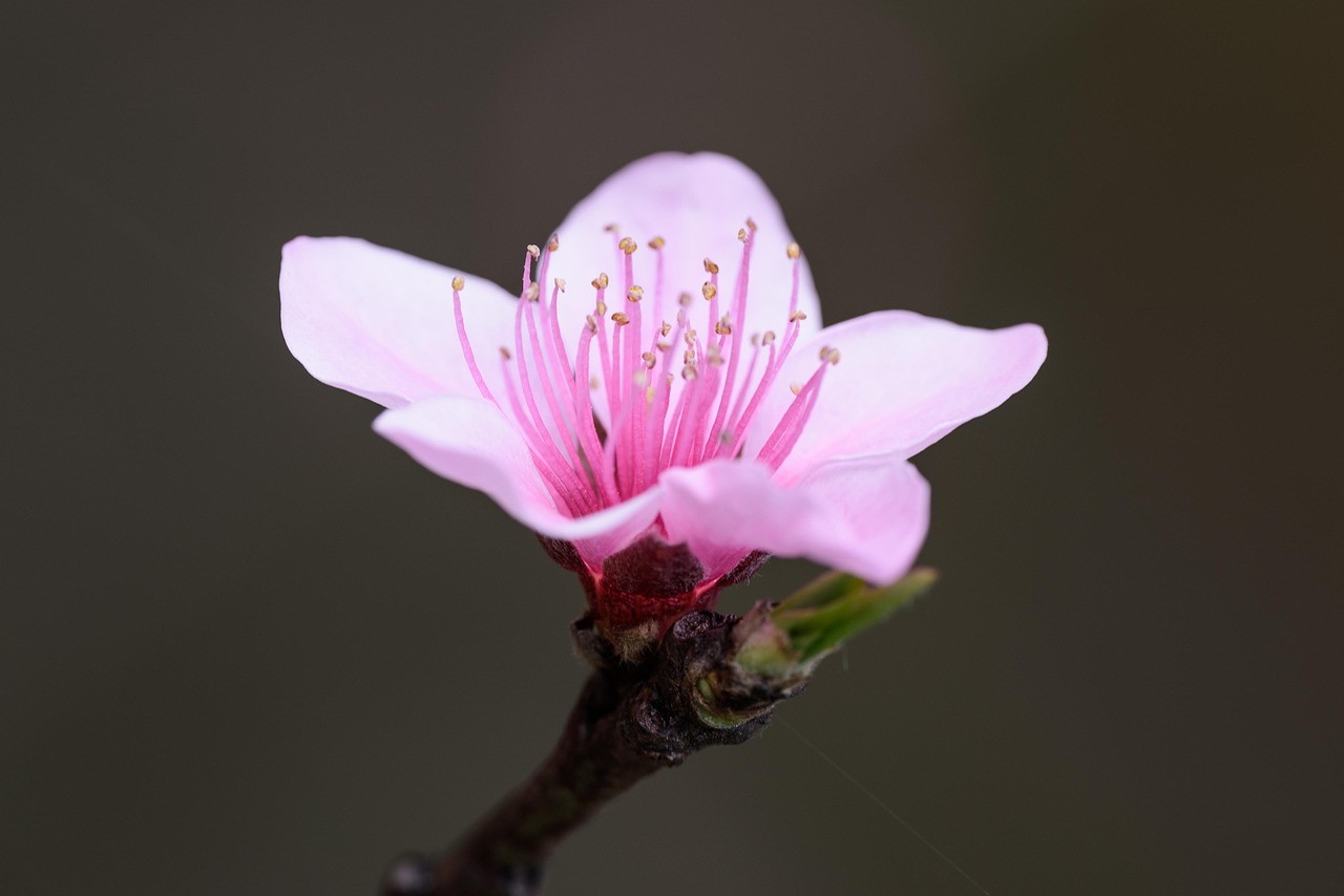 Fleurs Fleur De Pêche Pétale - Photo gratuite sur Pixabay - Pixabay