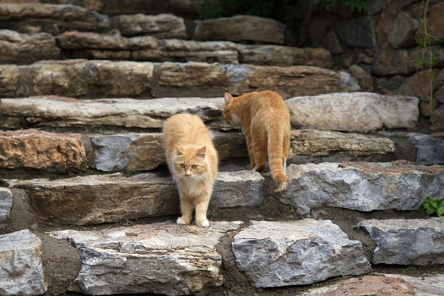 Cats Felines Pets - Free photo on Pixabay