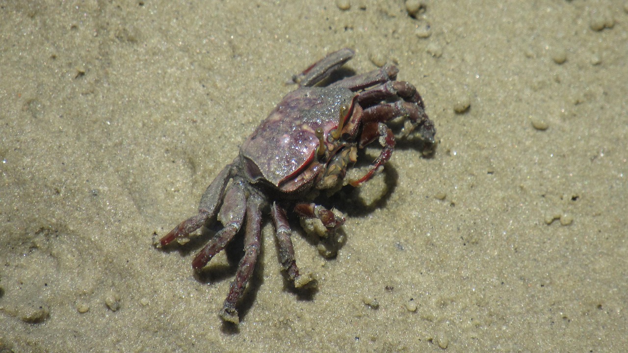Crabe Sable Chiot - Photo gratuite sur Pixabay - Pixabay