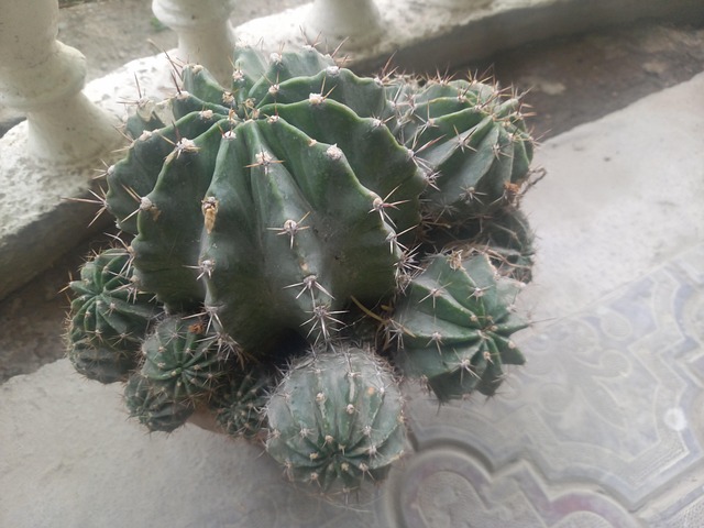 Beautiful Cactus Green - Free photo on Pixabay - Pixabay