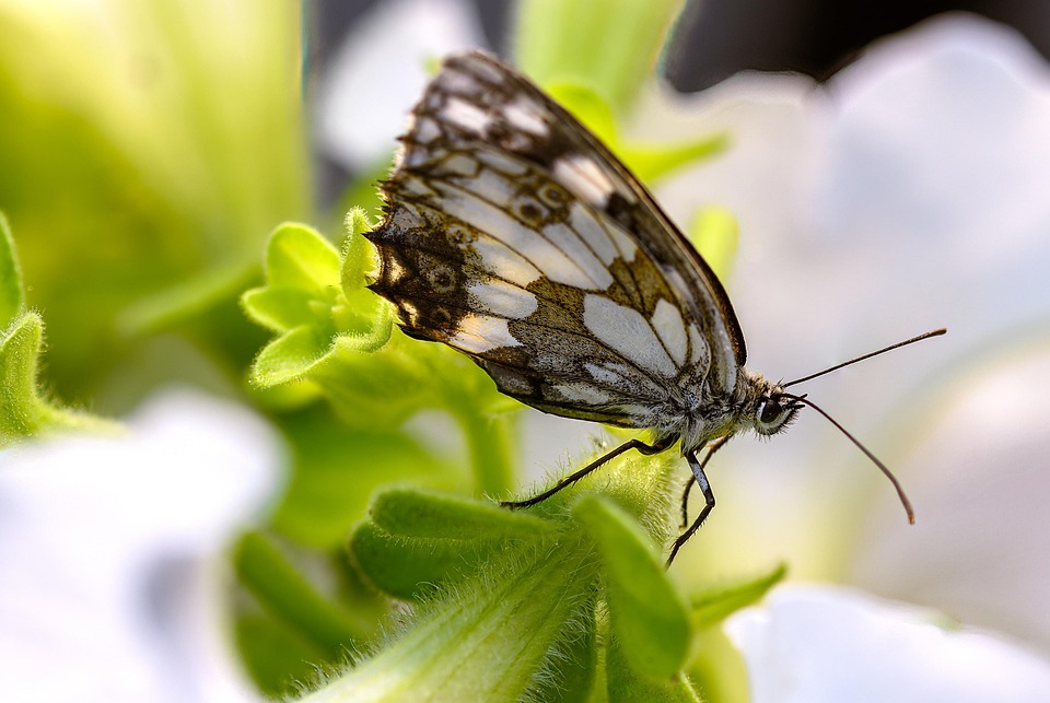 Butterfly Checkerboard Insect - Free photo on Pixabay
