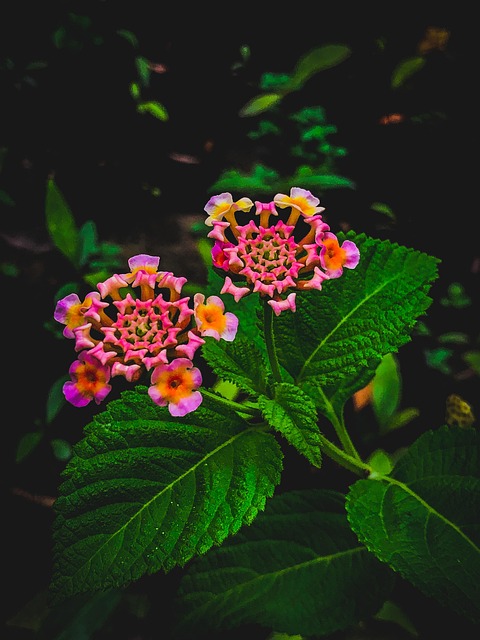 Bunga Merah Jambu Pohon - Foto gratis di Pixabay - Pixabay
