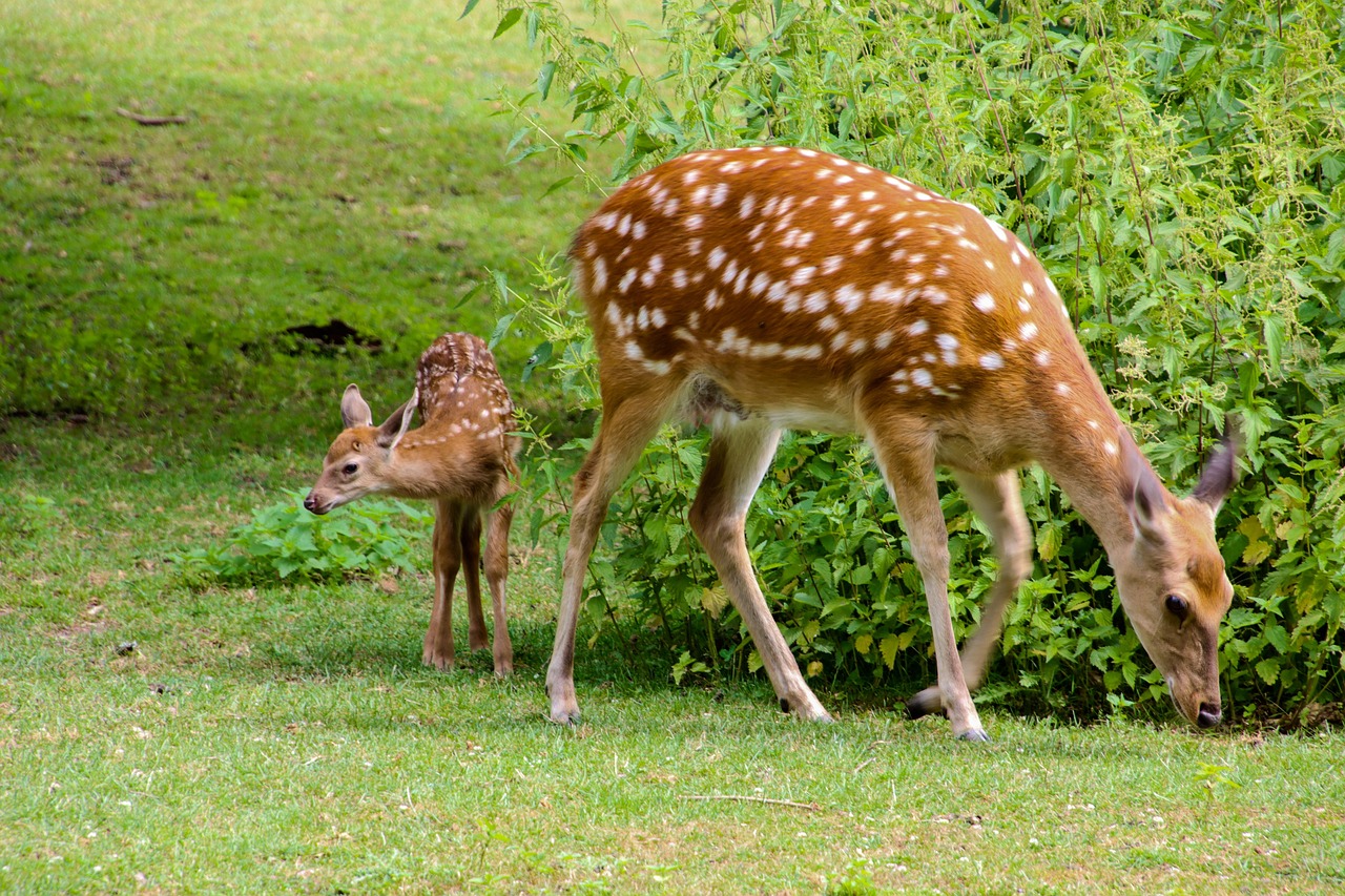 Deer Red Fawn - Free photo on Pixabay