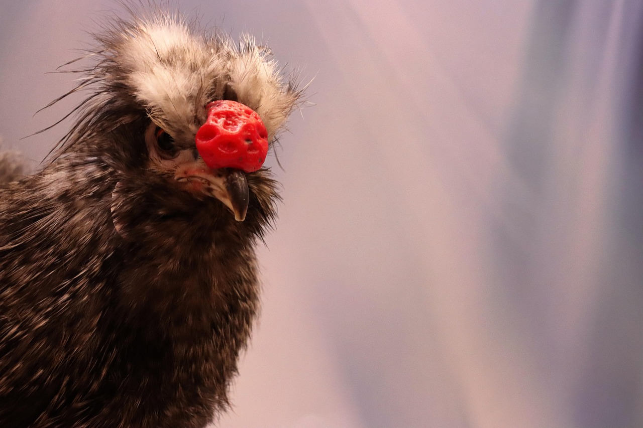 Chicken Animal Poultry - Free photo on Pixabay