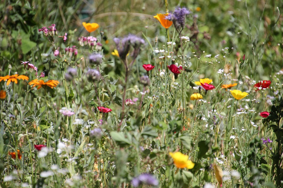 Fleurs Prairie Sauvages - Photo gratuite sur Pixabay - Pixabay