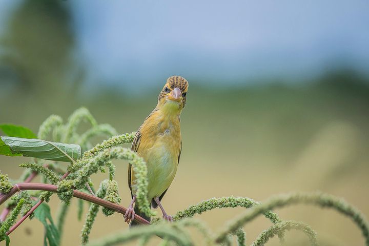 100+ Free Cuckoo Bird & Cuckoo Images - Pixabay