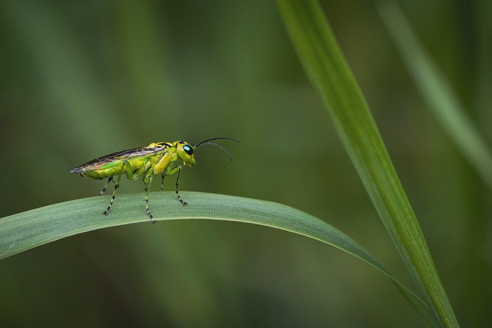 Mosca Verde Inseto Animal - Foto gratuita no Pixabay - Pixabay