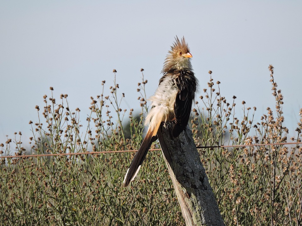 Guira Cuckoo Bird Animal - Free photo on Pixabay