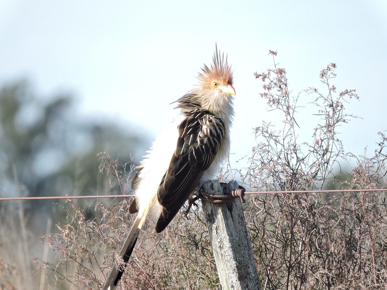 Nature Pájaro Pirincho - Free photo on Pixabay - Pixabay