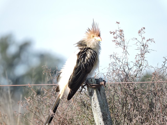 Nature Pájaro Pirincho - Free photo on Pixabay - Pixabay