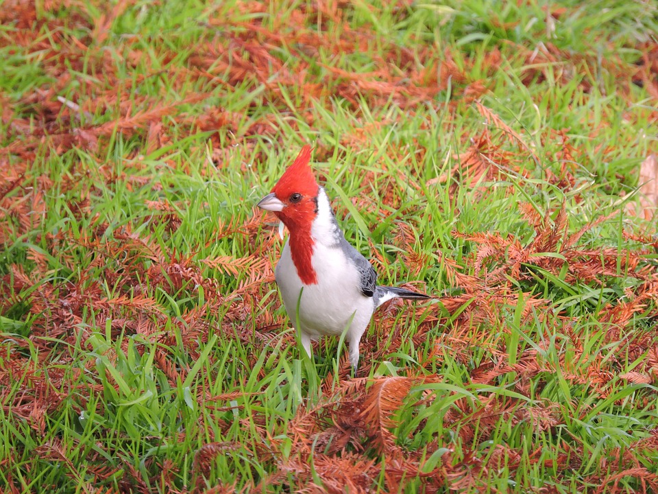 Cardenal Pájaro Hierba - Foto gratis en Pixabay