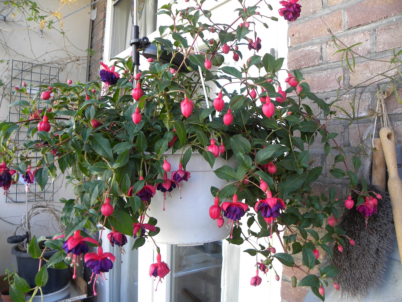 Fuchsia Fleur Fleurs - Photo gratuite sur Pixabay - Pixabay