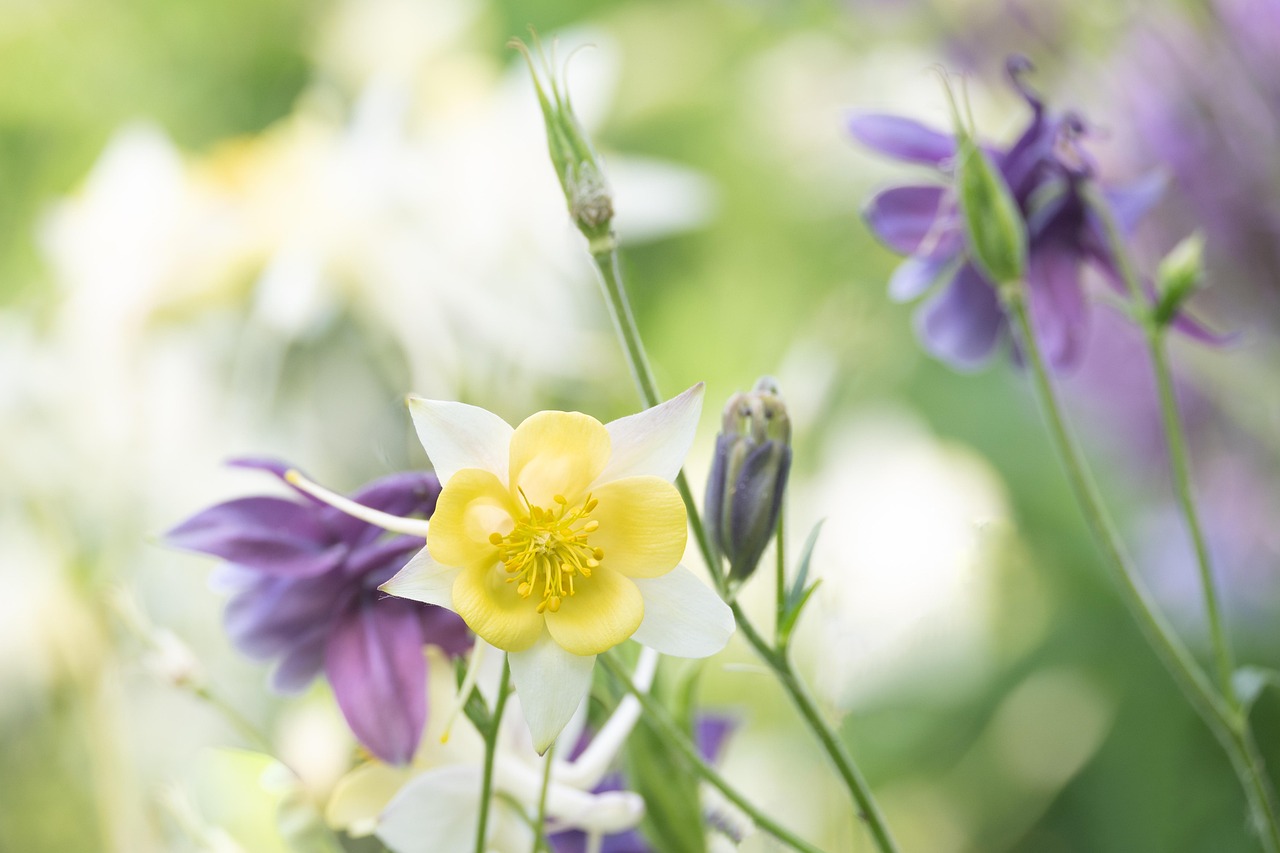 Fleur D'Ancolie Fleurs Jardin - Photo gratuite sur Pixabay - Pixabay