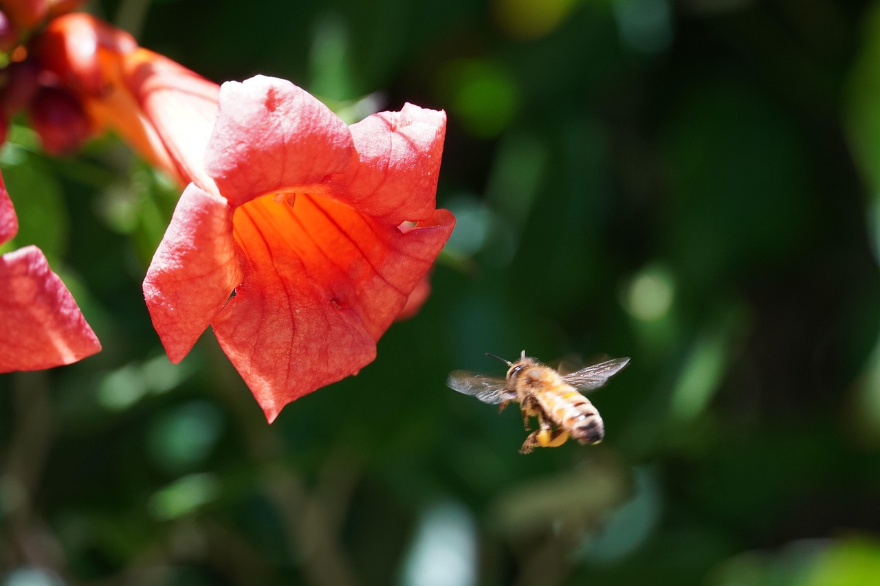 Bunga-Bunga Lebah Penyerbukan - Foto gratis di Pixabay - Pixabay