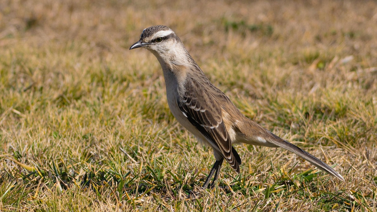 Chalk-Browed Mockingbird Bird - Free photo on Pixabay