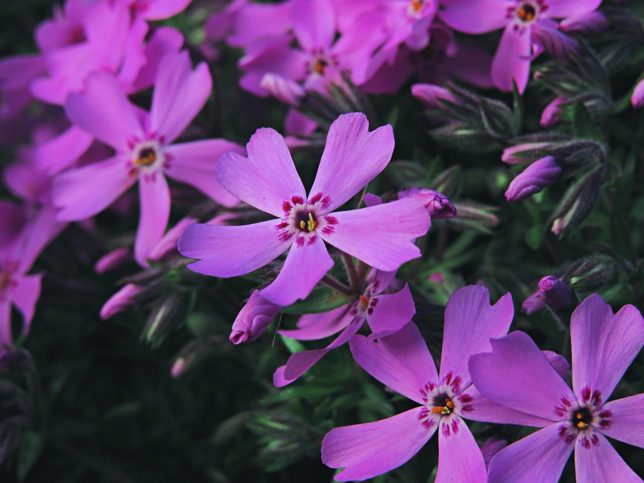 Flowers Phlox Flowering - Free photo on Pixabay - Pixabay
