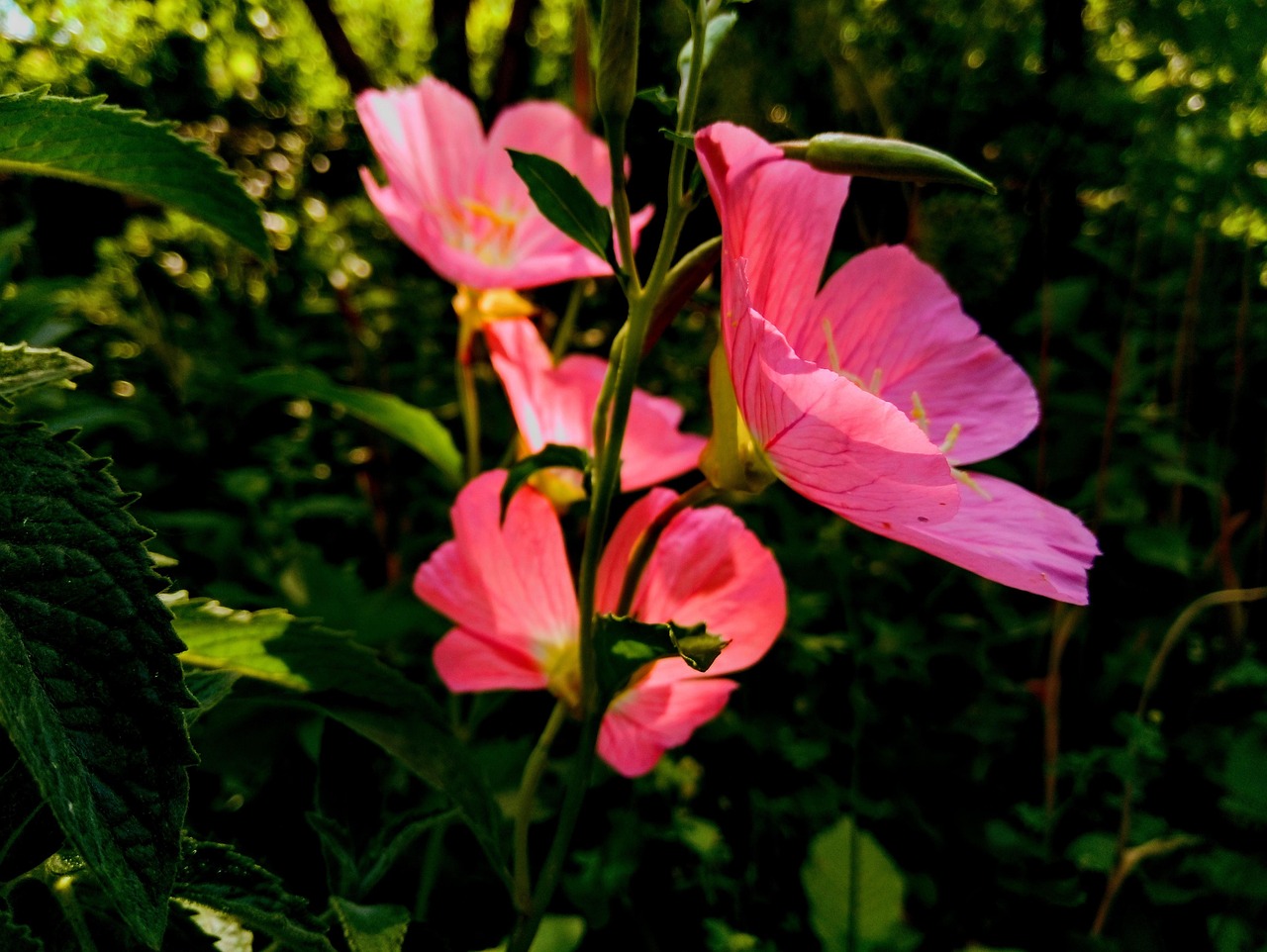 Natureza Jardim Flores - Foto gratuita no Pixabay - Pixabay