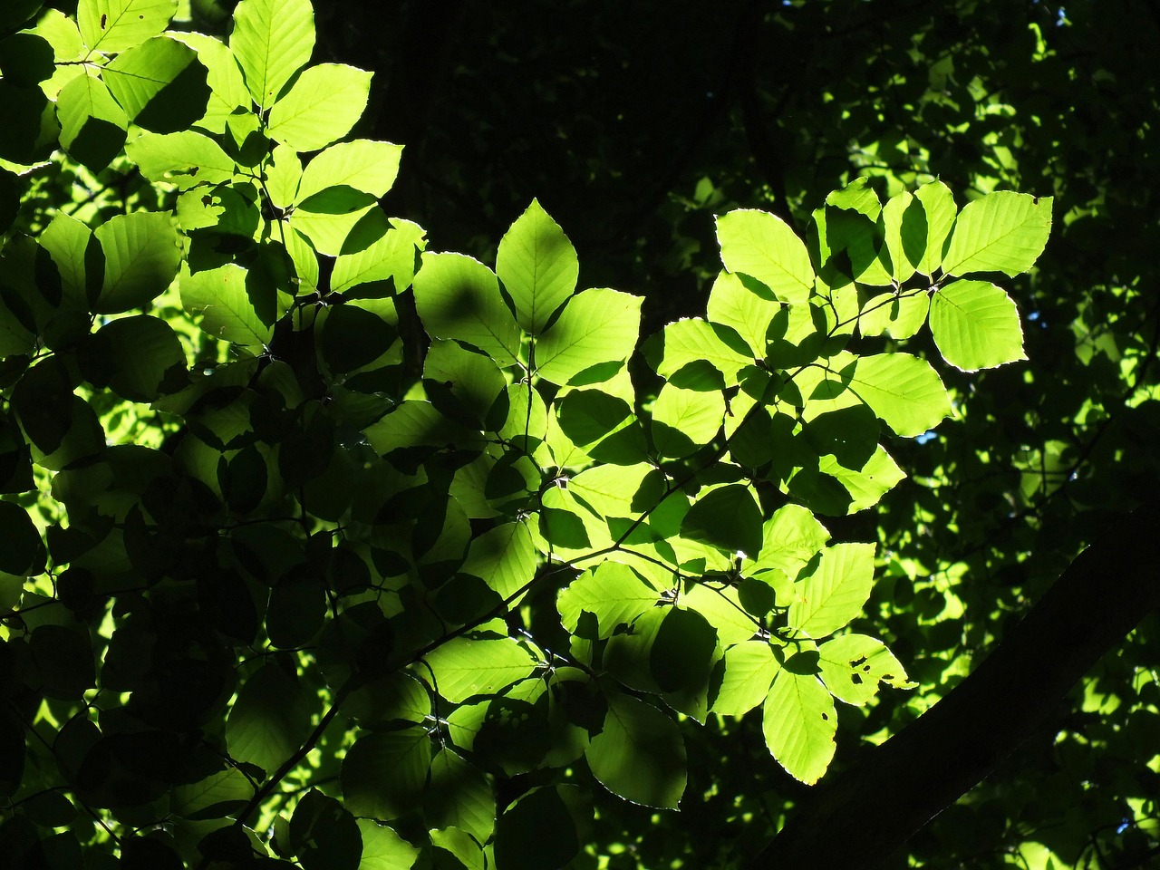 Frunze Lumina Soarelui Fotosinteză - Fotografie gratuită pe Pixabay ...