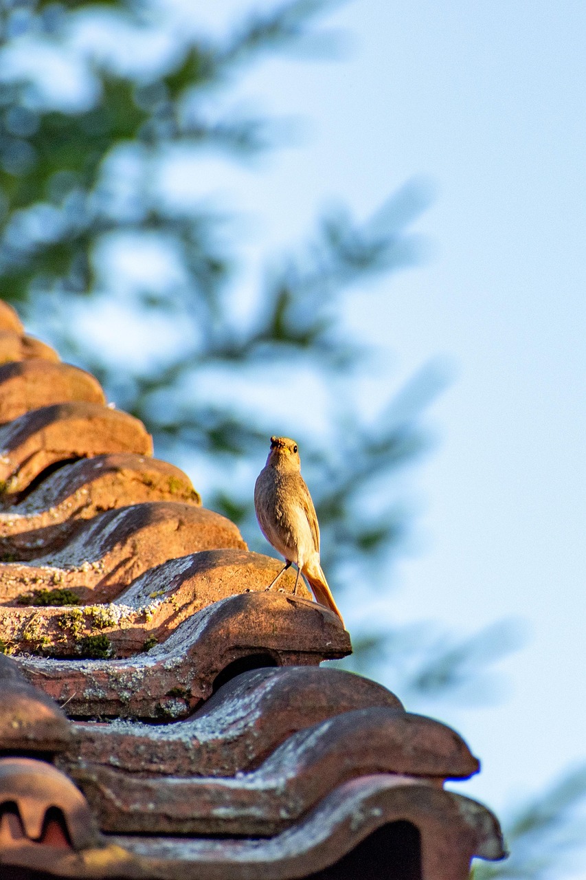 Common Redstart Bird Animal - Free photo on Pixabay - Pixabay
