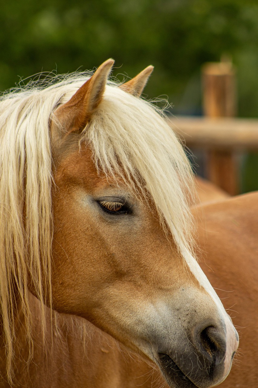 Horse Animal Mammal - Free photo on Pixabay