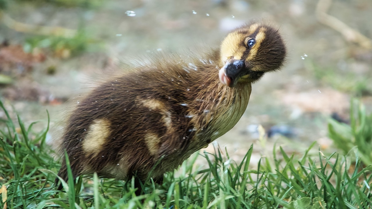 Caneton Canard Oiseau - Photo gratuite sur Pixabay - Pixabay