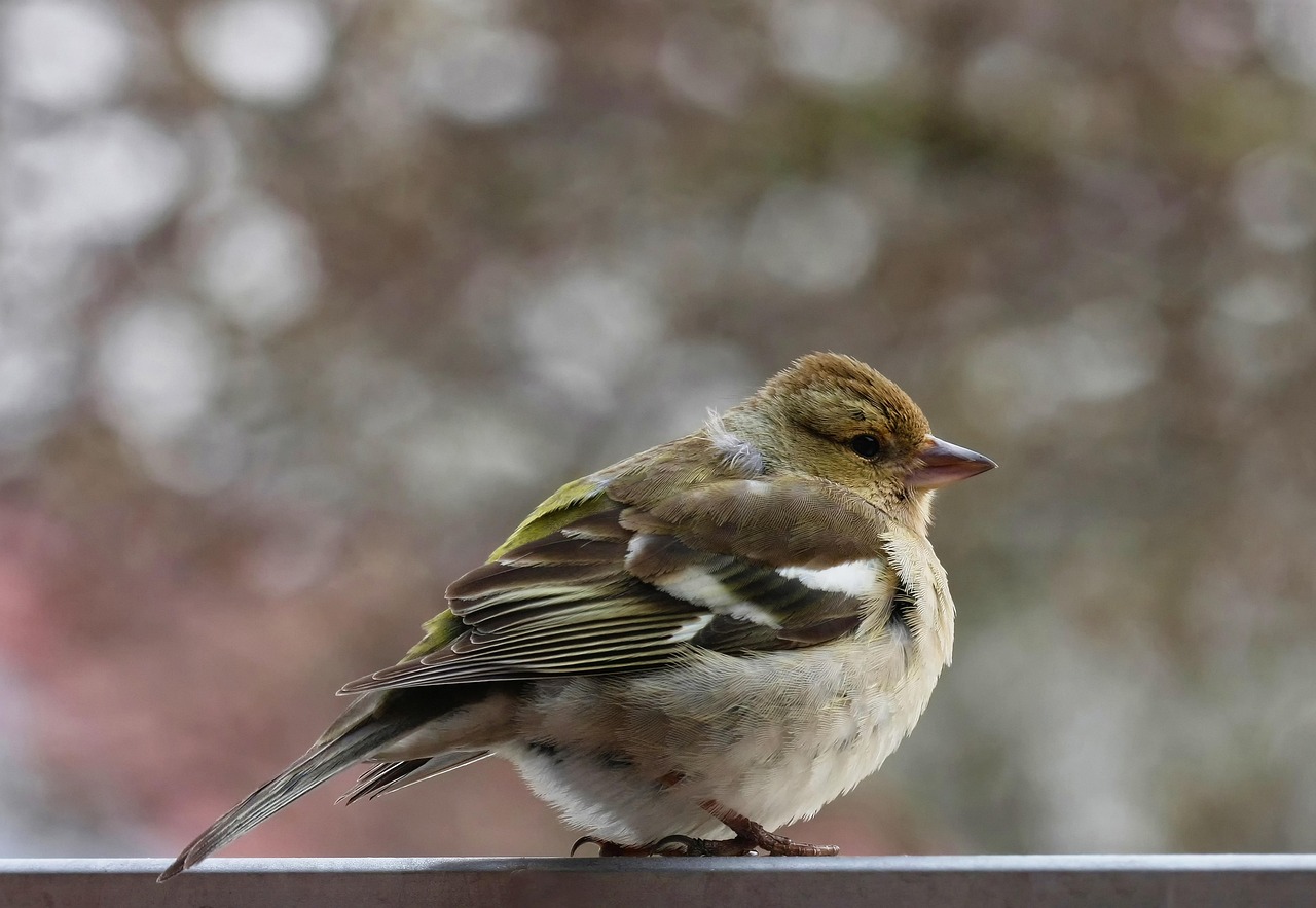 300+ Free Chaffinch & Bird Images - Pixabay