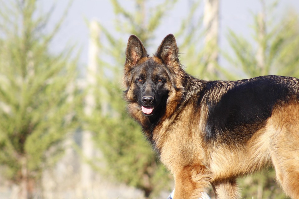 Chien Animal De Compagnie - Photo gratuite sur Pixabay