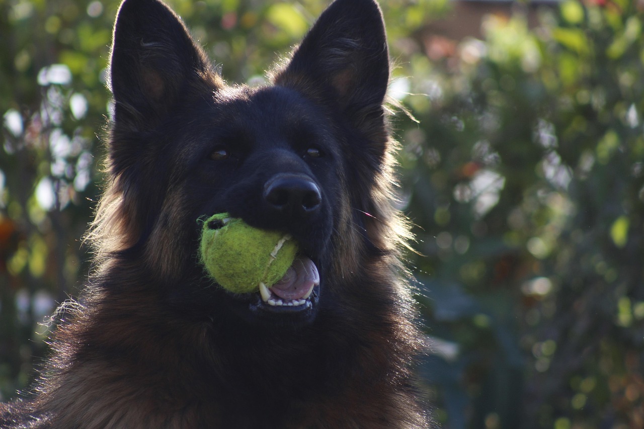 Perro Mascota Alemán - Foto gratis en Pixabay - Pixabay