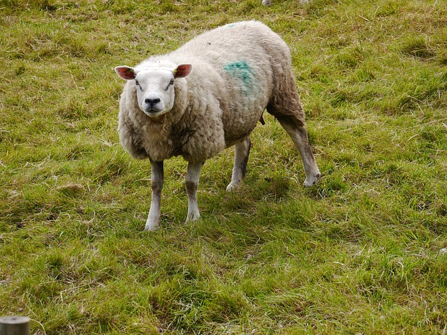 Sheep Wool Female - Free photo on Pixabay - Pixabay