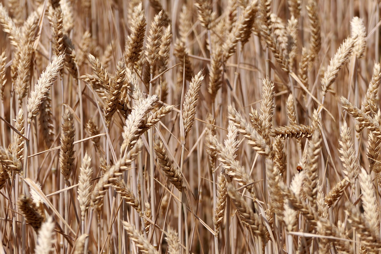 Field Grain Cornfield - Free photo on Pixabay
