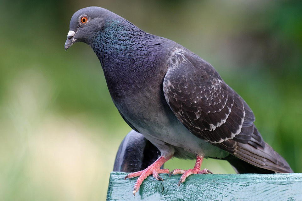 Pigeon Bird Animal - Free photo on Pixabay