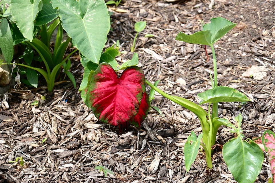 Plants Nature Flowers - Free photo on Pixabay