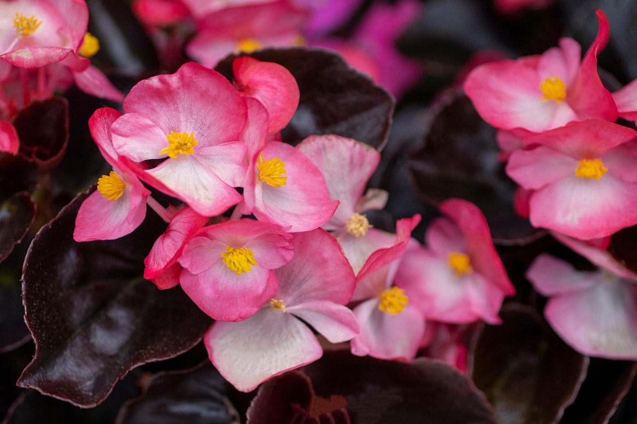Pink Begonia Flowers Plant - Free photo on Pixabay - Pixabay