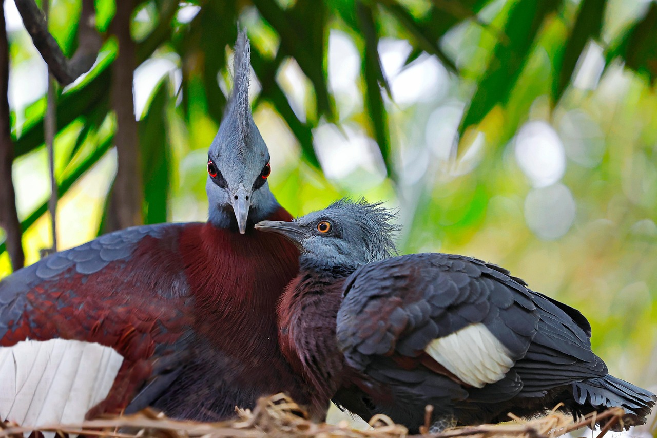 Western Crowned Pigeon Birds - Free photo on Pixabay - Pixabay