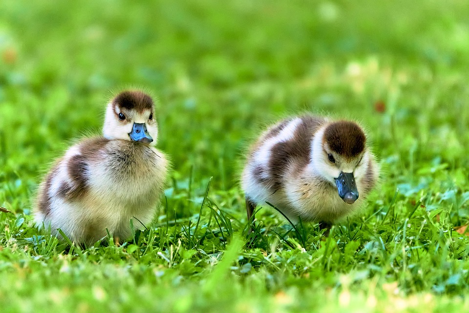 Goose Goslings Birds - Free photo on Pixabay - Pixabay
