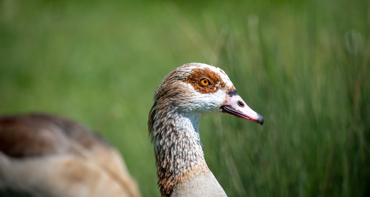Egyptian Goose Bird - Free photo on Pixabay