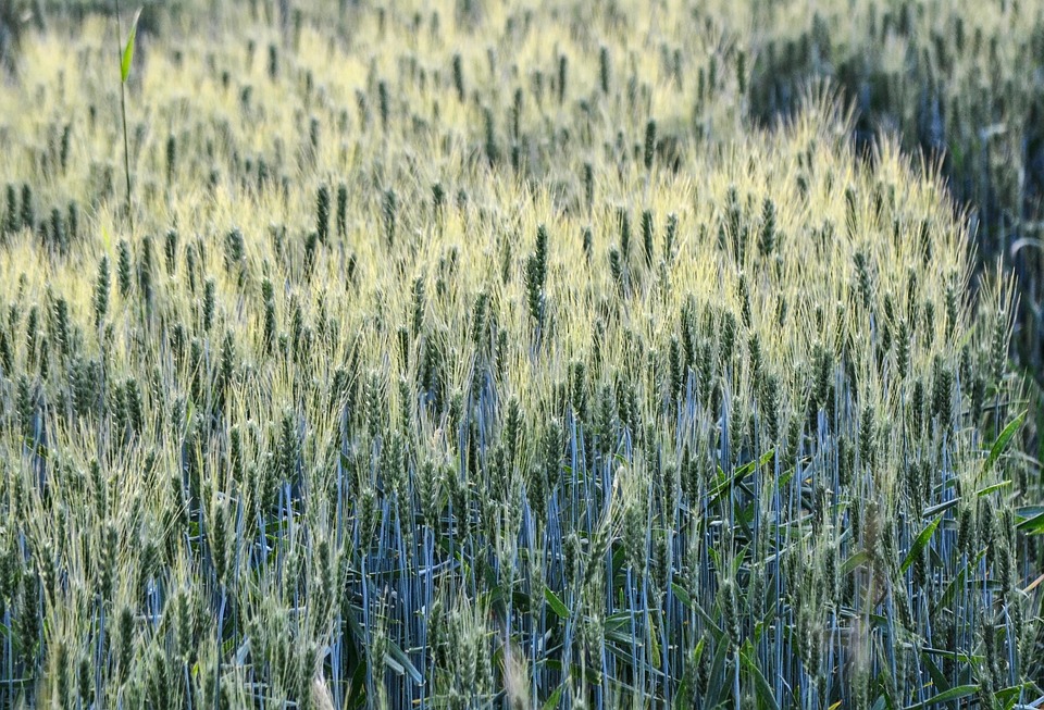 Rye Field Cereal - Free photo on Pixabay - Pixabay