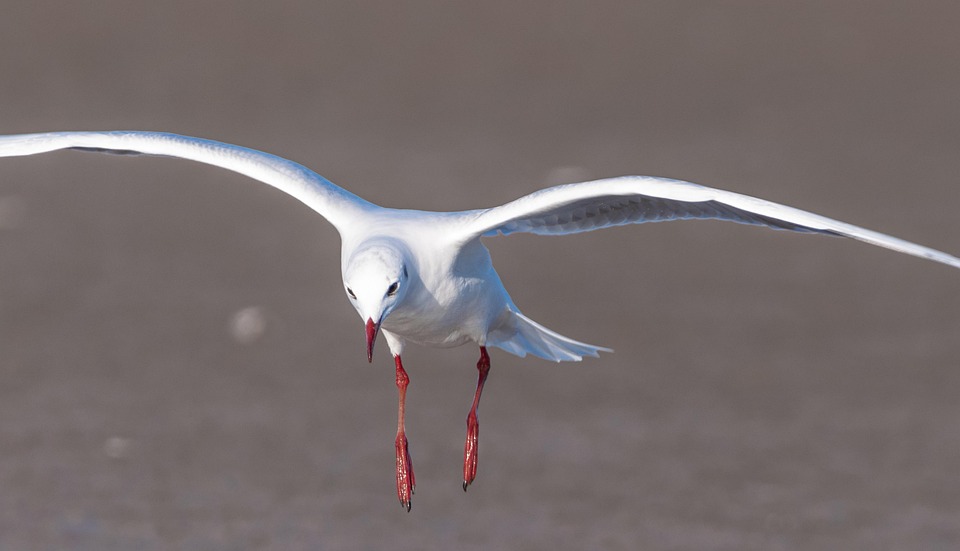 Mouette Oiseau Animal - Photo gratuite sur Pixabay