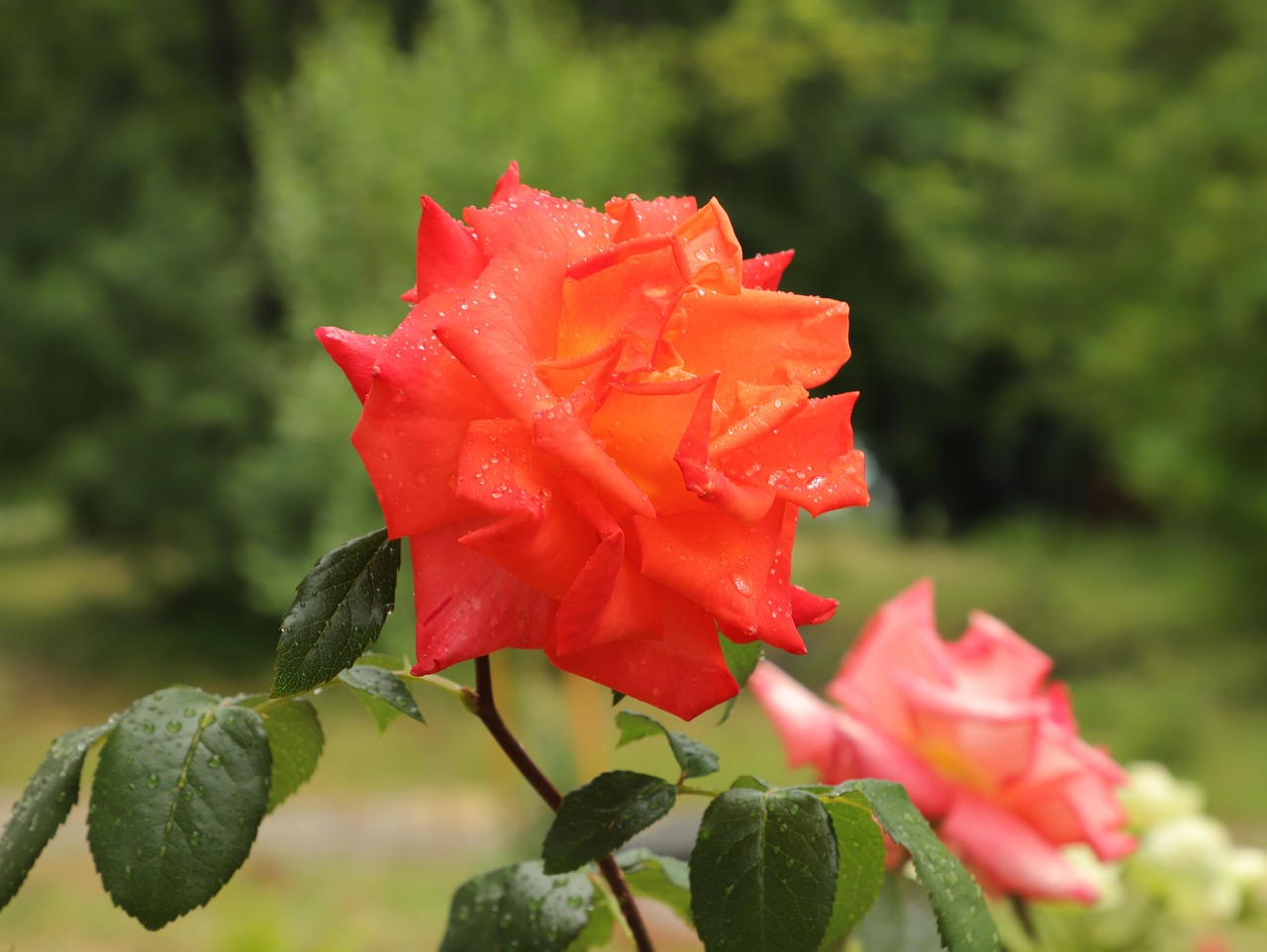 Rose Bloem Struik - Gratis foto op Pixabay - Pixabay