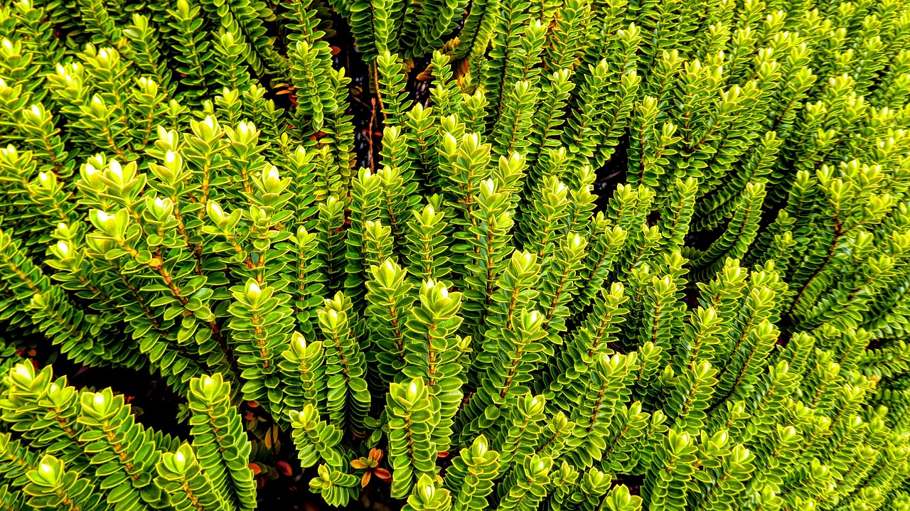 Plantes Jardin Nature - Photo gratuite sur Pixabay - Pixabay