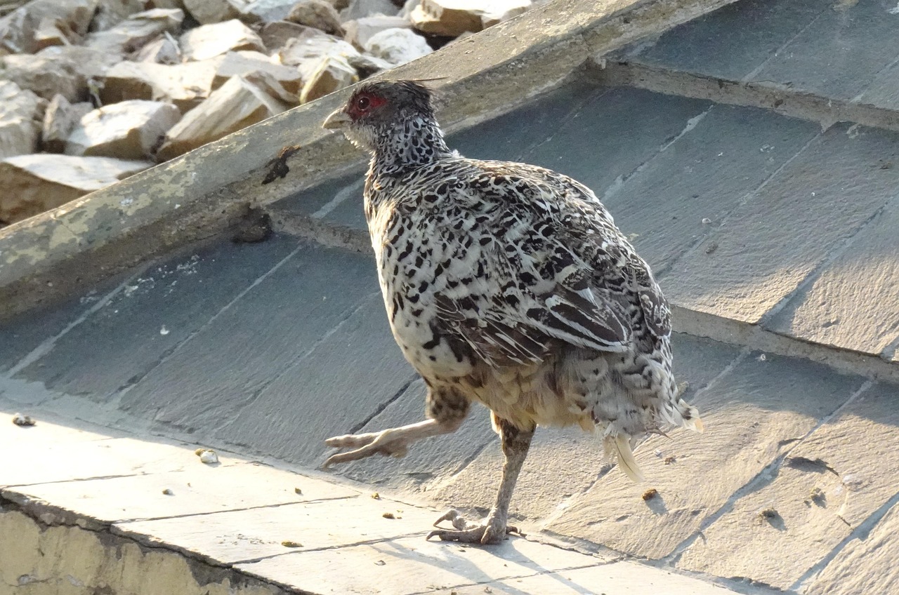 Cheer Pheasant Catreus Wallichii - Free photo on Pixabay