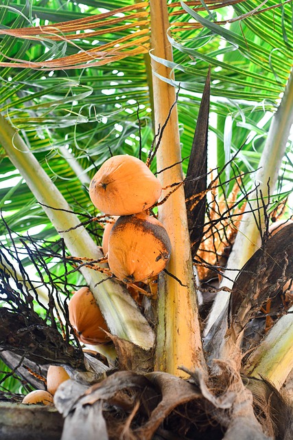 Noix De Coco Plantes Fruit - Photo gratuite sur Pixabay - Pixabay