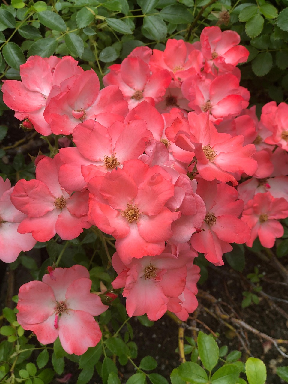 Pink Flowers Roses - Free photo on Pixabay - Pixabay
