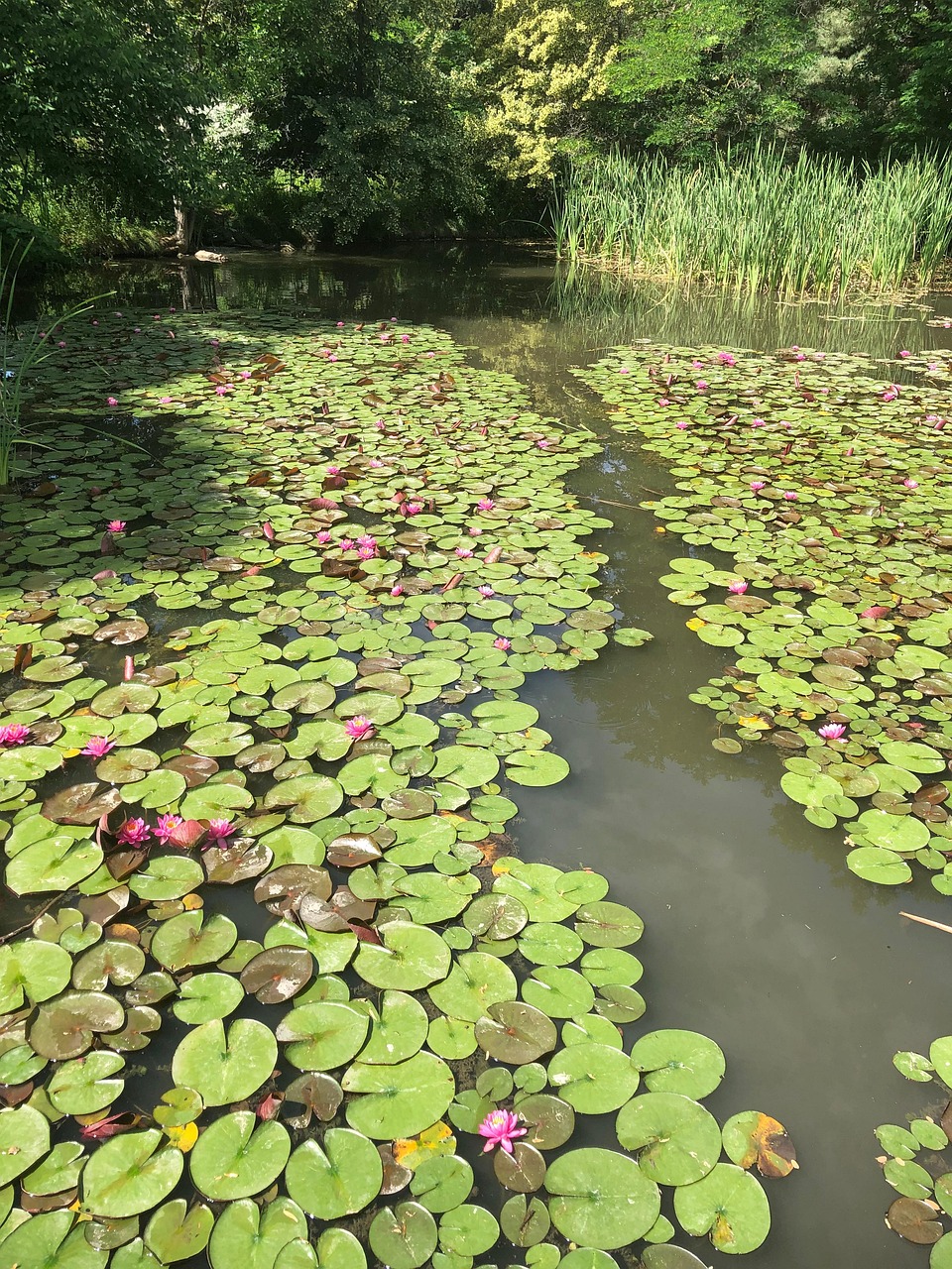 Teratai Kolam Air Bunga-Bunga - Foto gratis di Pixabay - Pixabay