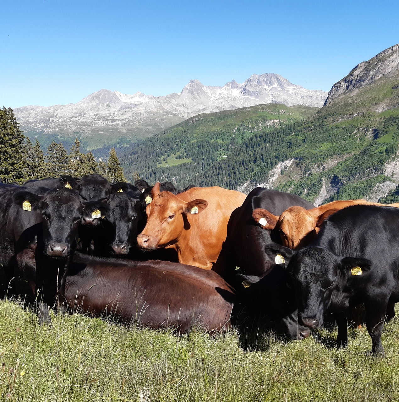 Pegunungan Alpen Sapi Swiss - Foto gratis di Pixabay - Pixabay