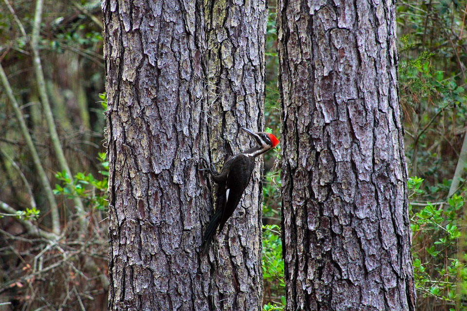 Pileated Woodpecker Bird - Free photo on Pixabay